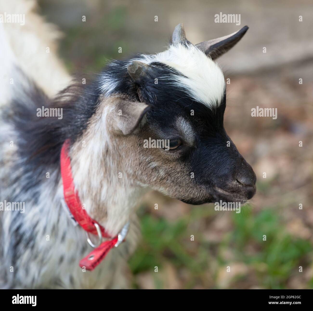 Tibetan goat hi-res stock photography and images - Alamy