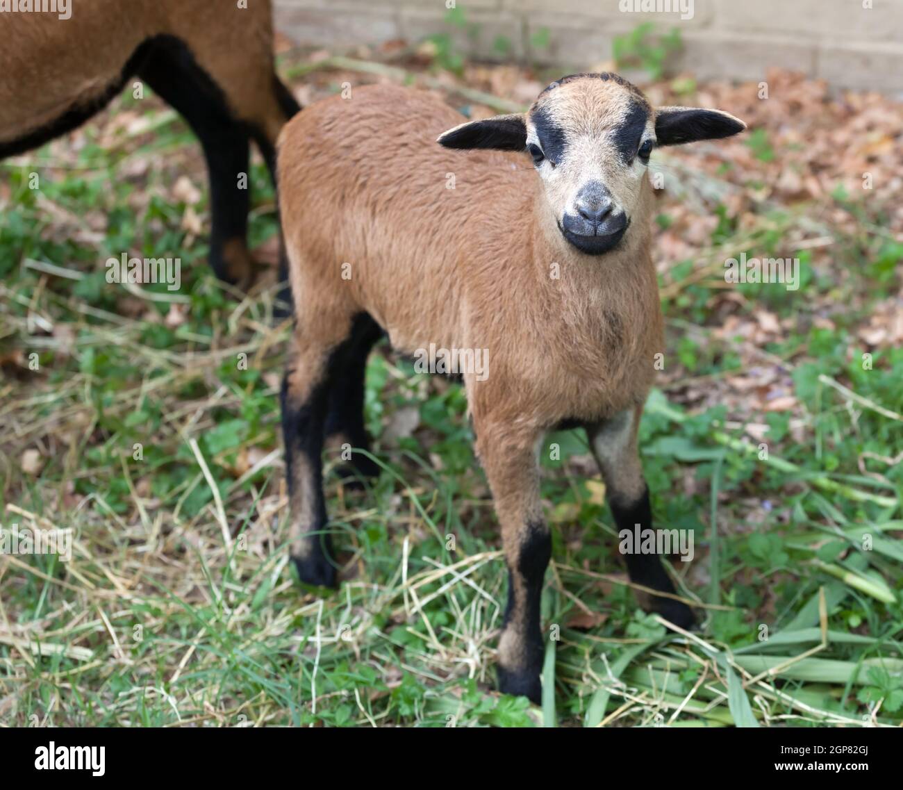 Sheep of cameroon hi-res stock photography and images - Alamy