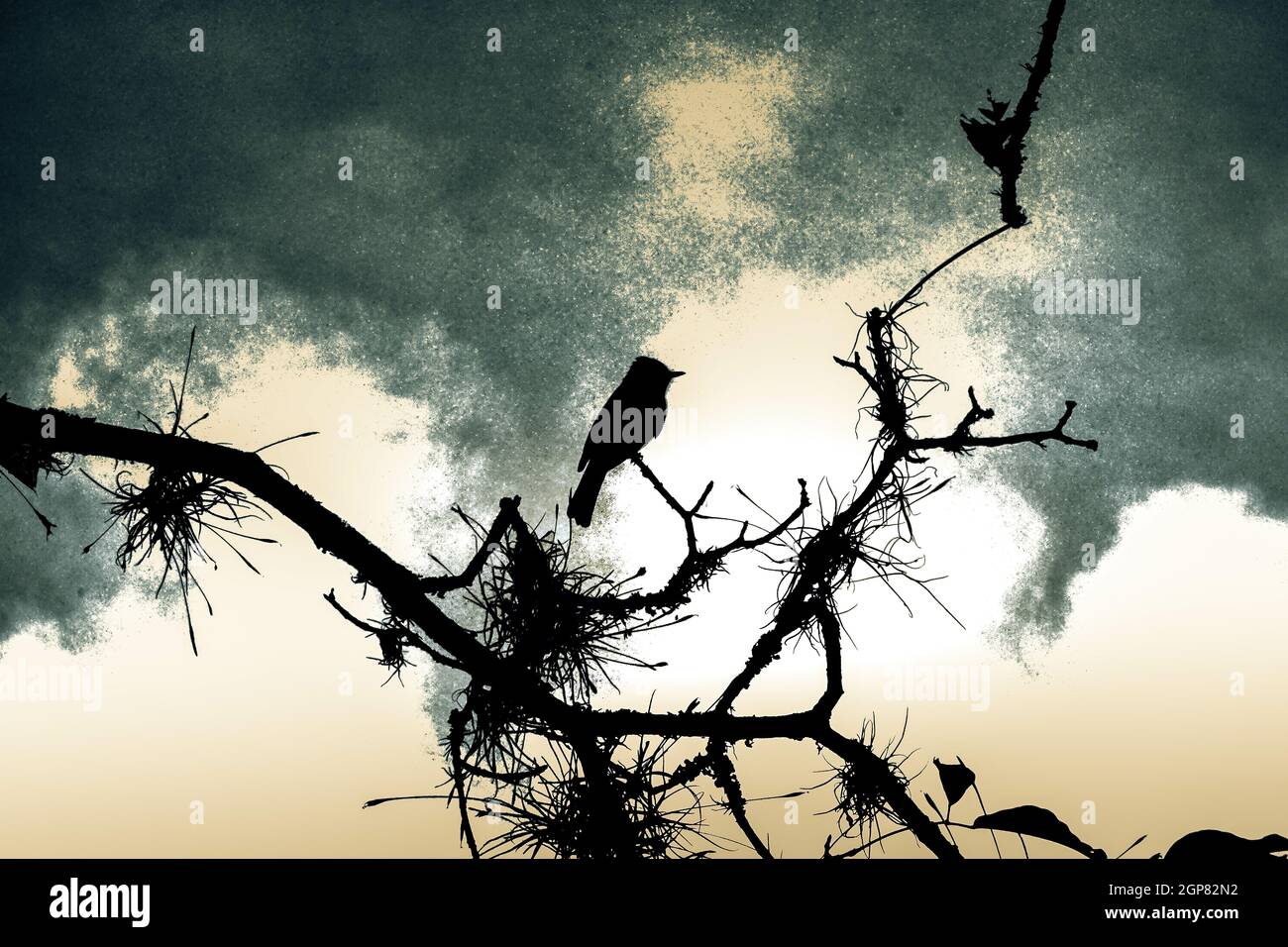 Illustration of a perched birds shadow silhouette on a branch Stock ...