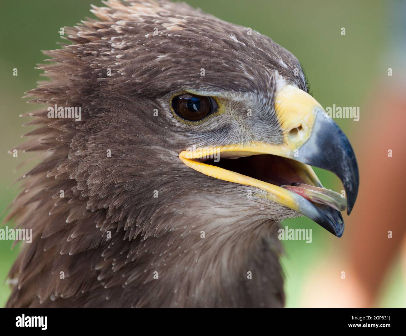 Closeup of the head of a golden eagle Stock Photo - Alamy