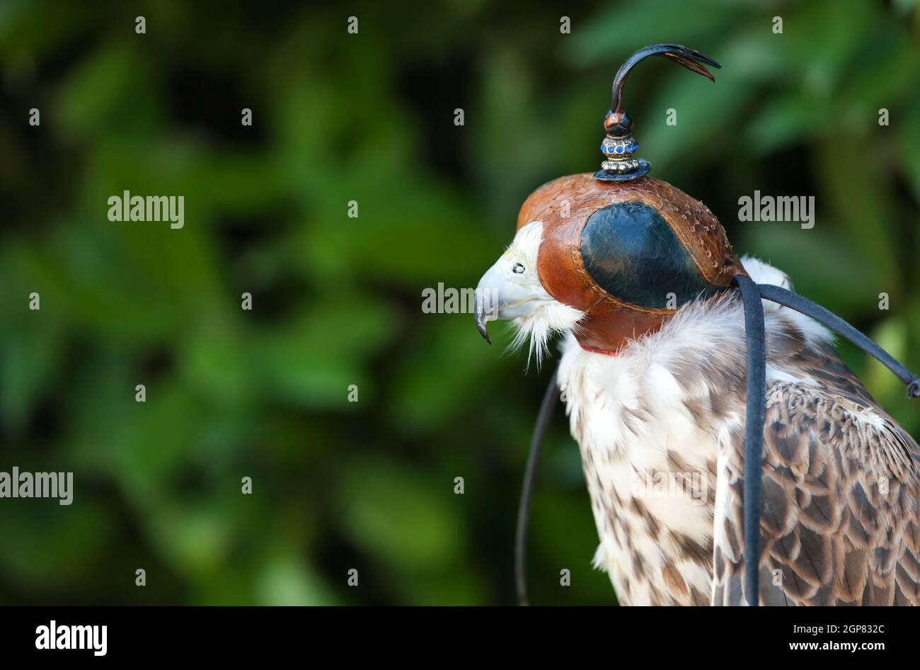 Beautiful trained Peregrine falcon with mask Stock Photo - Alamy