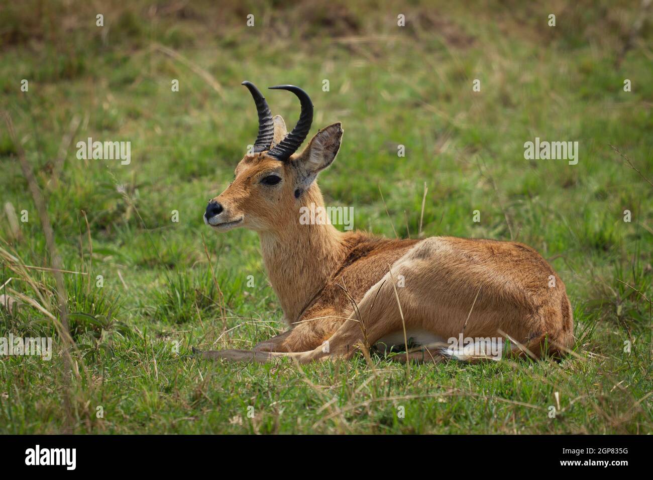 Bohor Reedbuck - Redunca redunca antelope native to central Africa ...