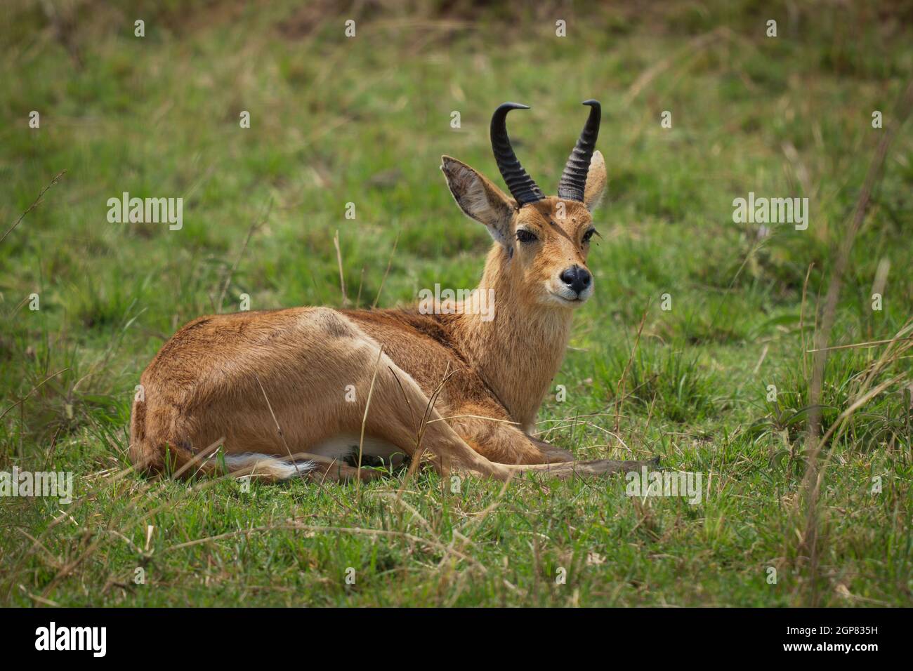 Guinea antelope hi-res stock photography and images - Alamy