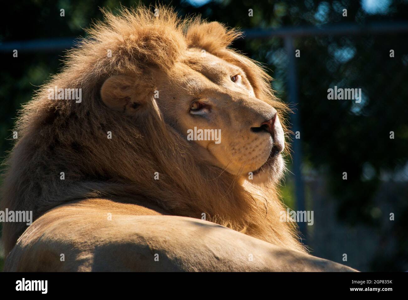 Closeup of a furry lion with a blurry background Stock Photo - Alamy