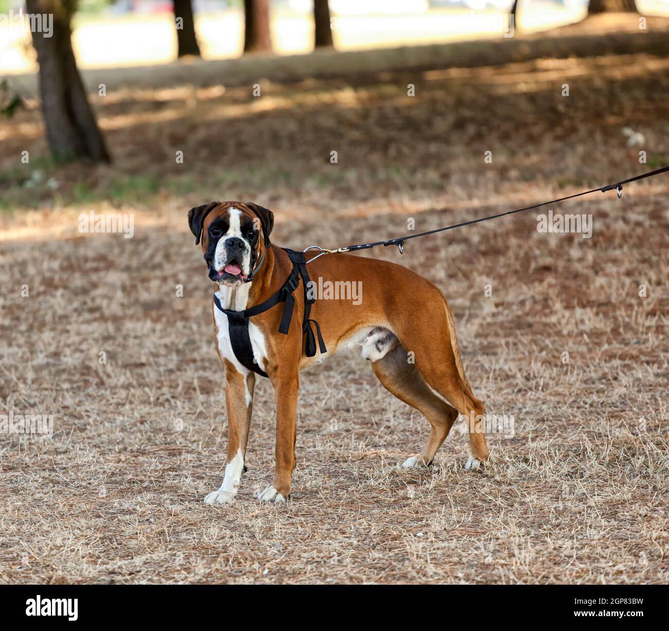 Boxer dog in the park in autumn Stock Photo - Alamy