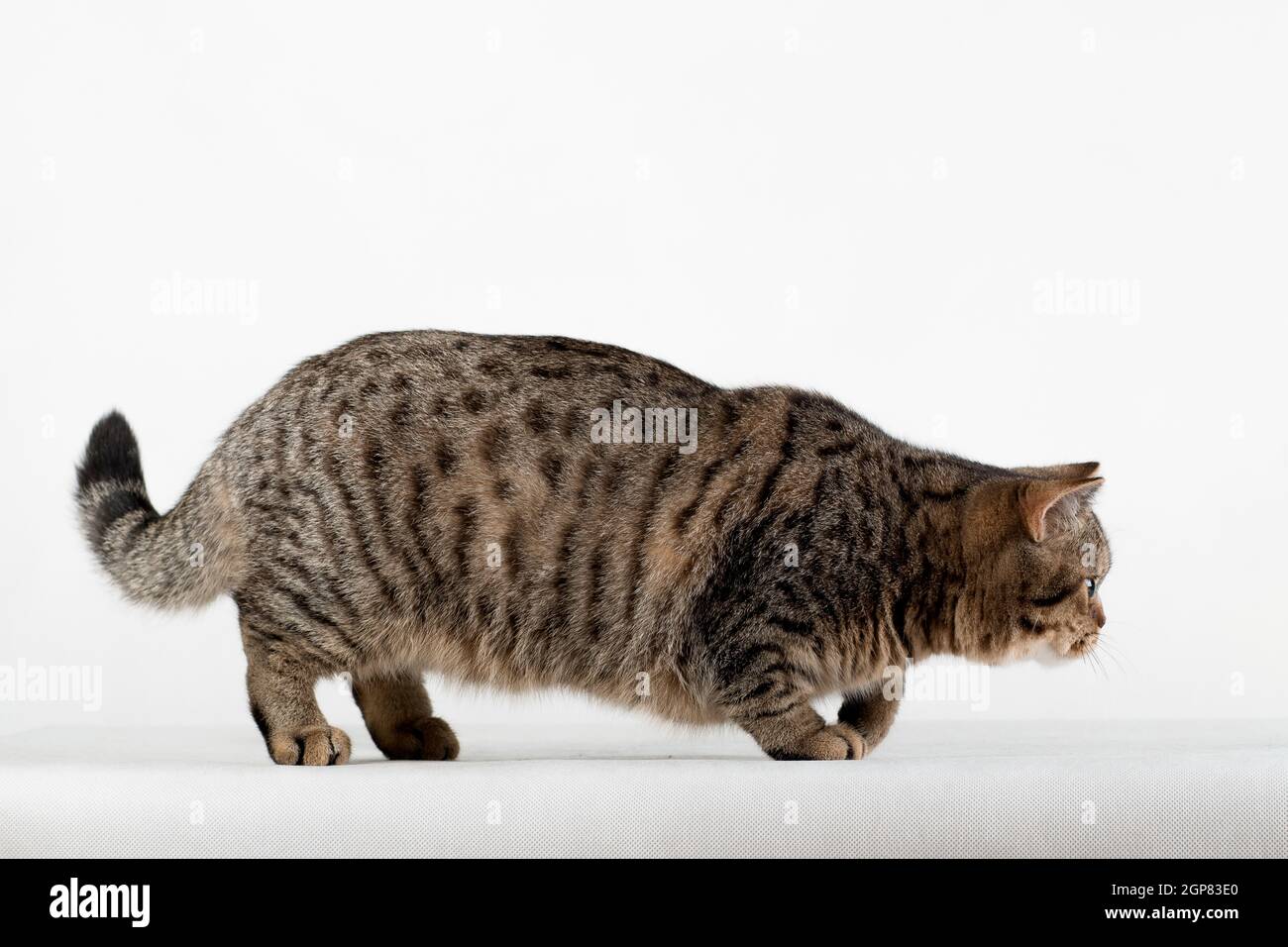 Brown tabby striped female british stealth cat sneaking and prowling on ...