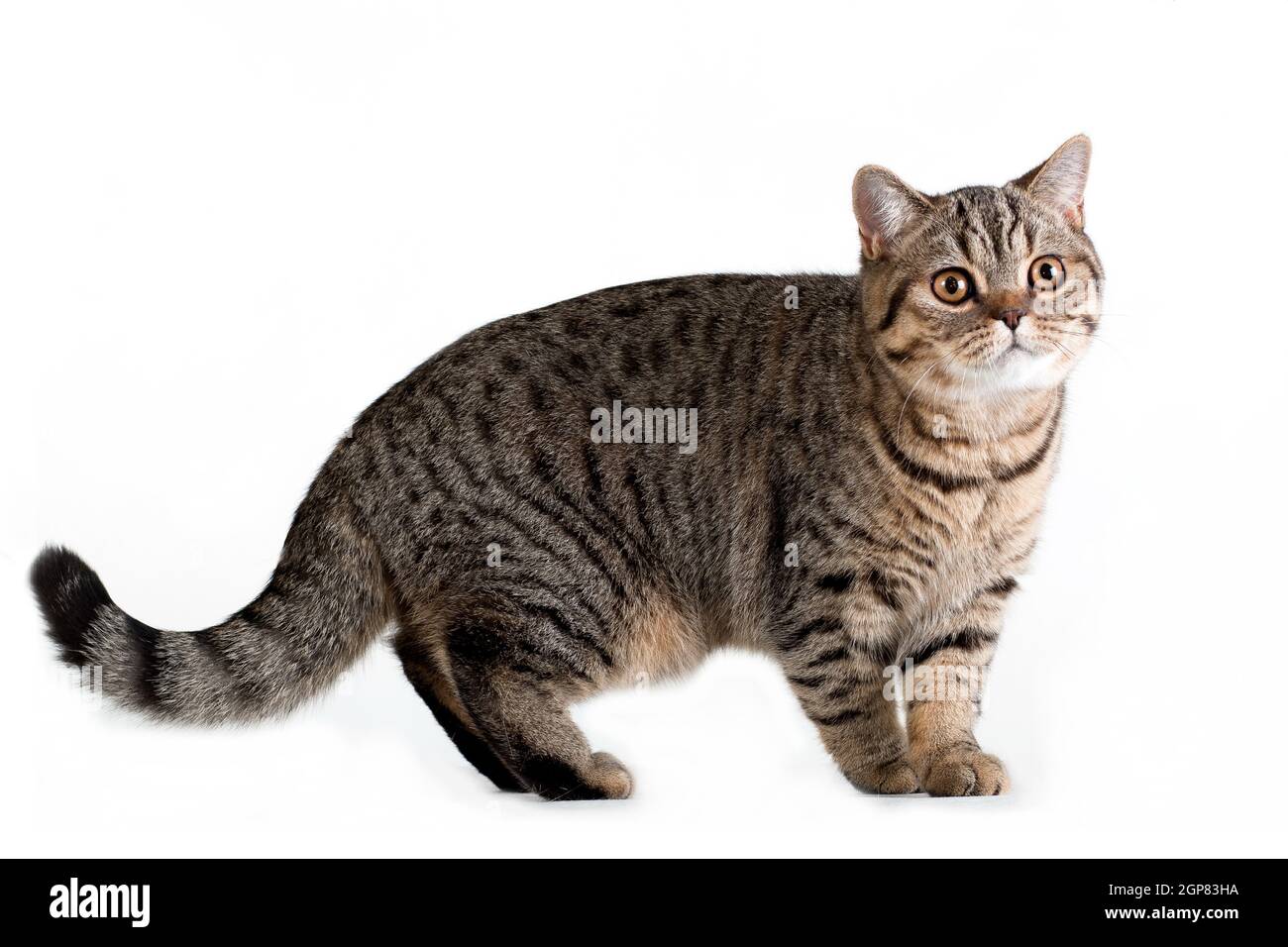 Striped Tabby