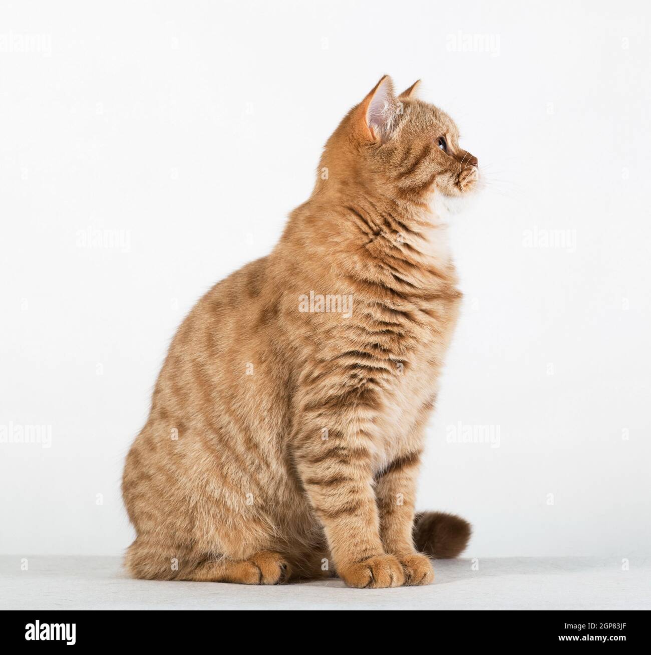 Vertical photo of red ginger tabby striped fluffy cute adorable young ...