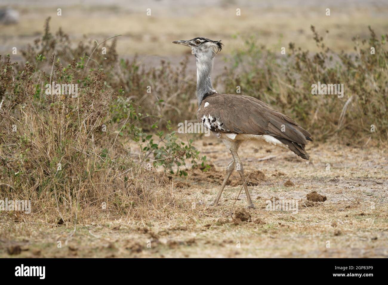 Largest flying bird hi-res stock photography and images - Alamy