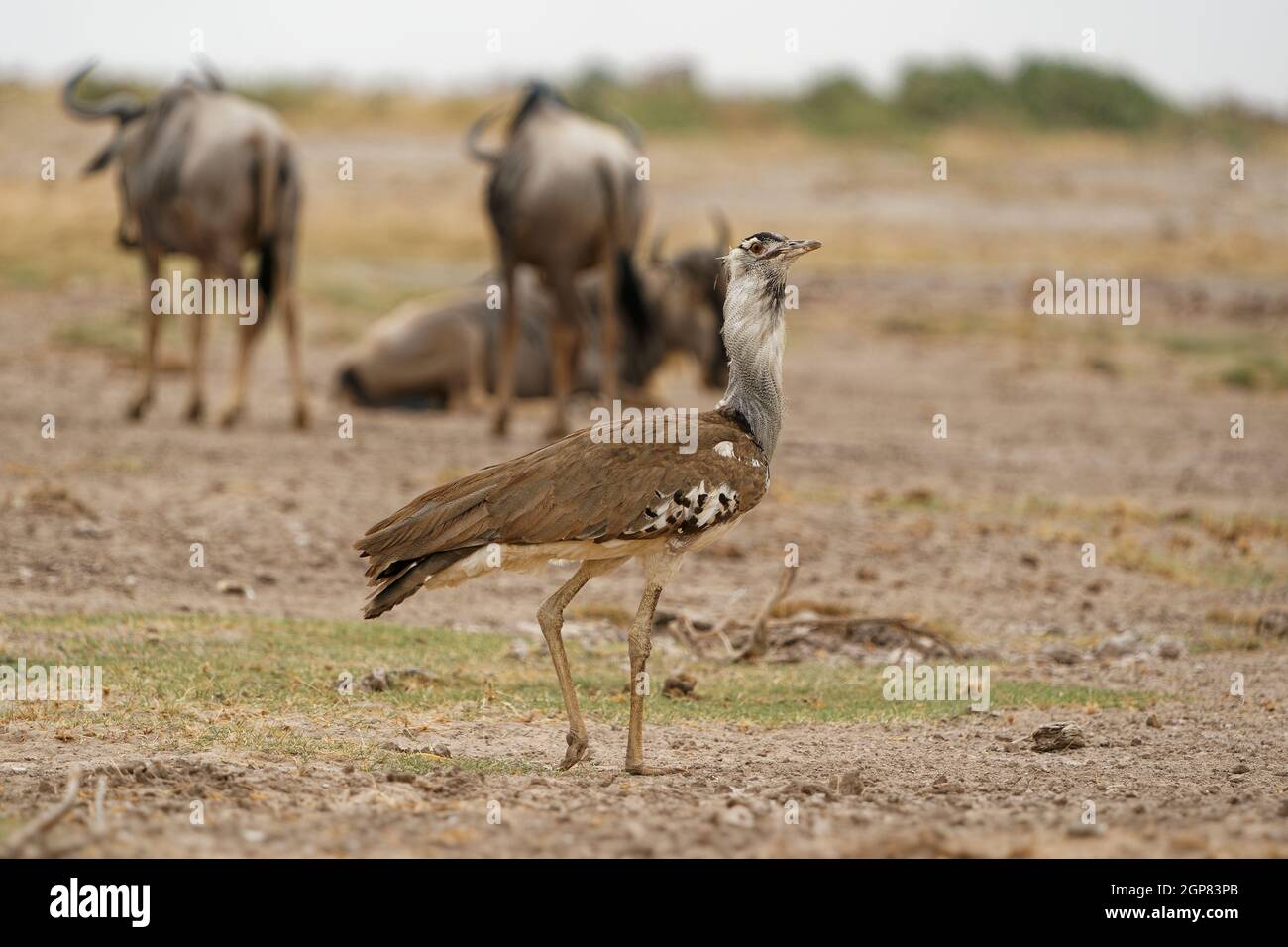 Kori Bustard - Ardeotis kori the largest flying bird native to Africa ...
