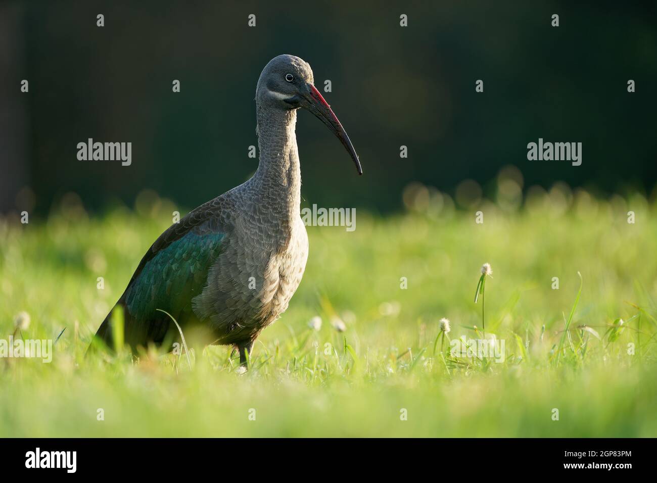 Hadada Ibis - Bostrychia hagedash also hadeda, water bird native to Sub ...