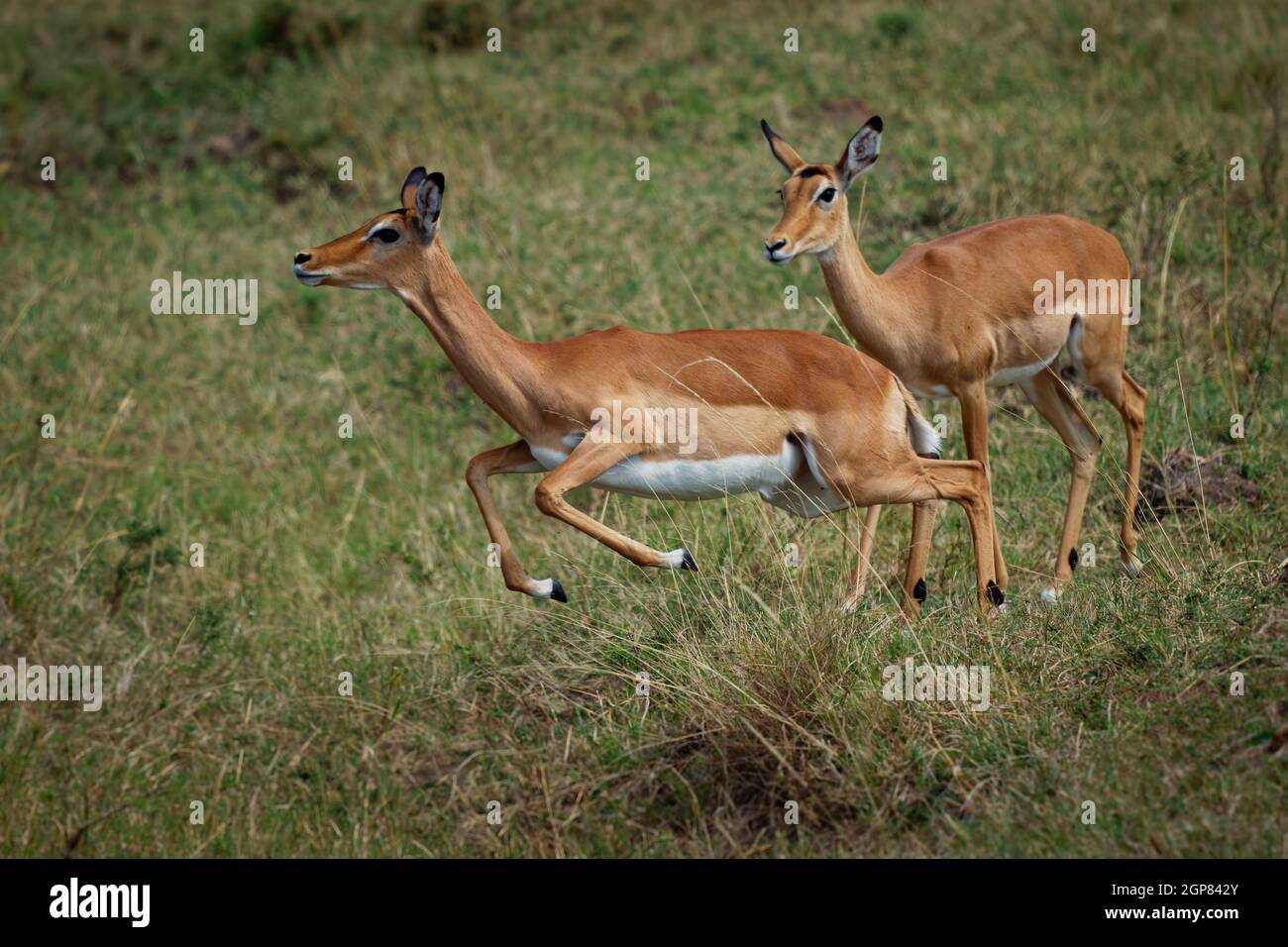 Antelope jumping hi-res stock photography and images - Alamy
