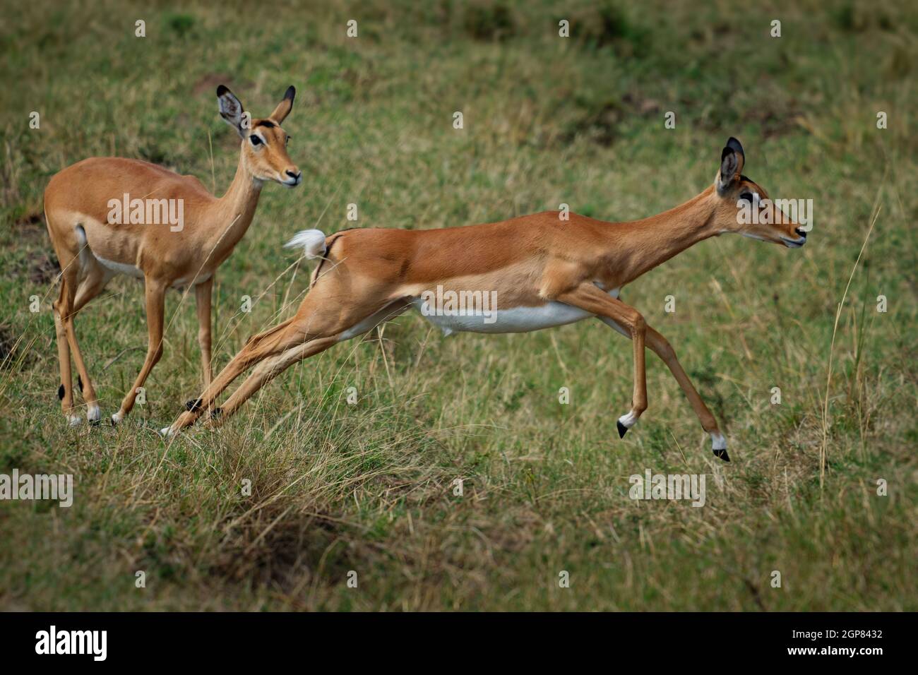 Antelope jumping hi-res stock photography and images - Alamy