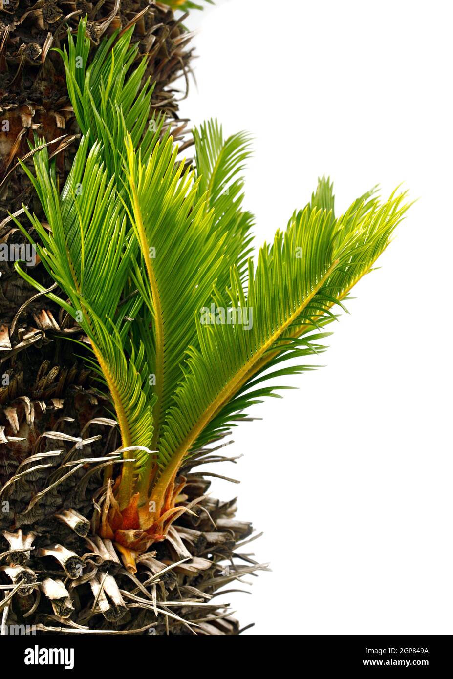 Bulb growing near the trunk of a cycas revoluta Stock Photo - Alamy