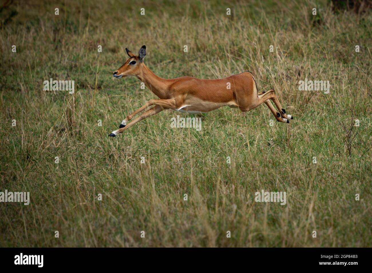 Antelope jumping hi-res stock photography and images - Alamy