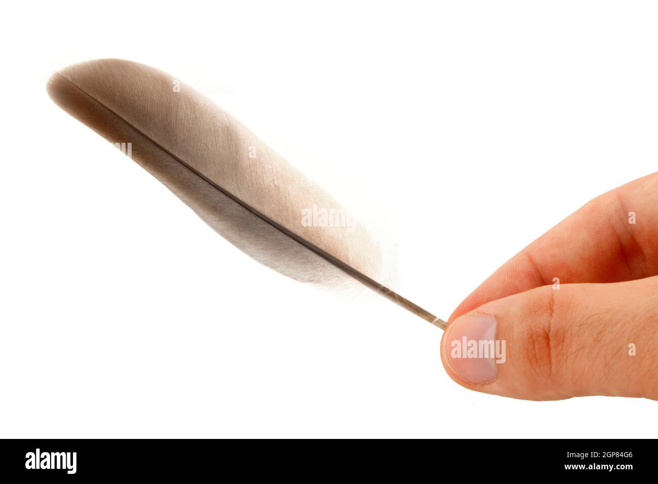 Hand holding feather writing hi-res stock photography and images - Alamy