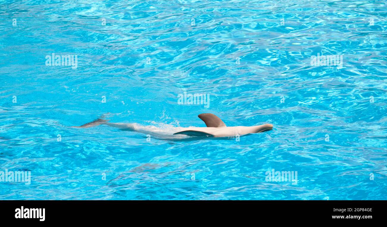Dolphin jumping in the pool in supine position Stock Photo - Alamy