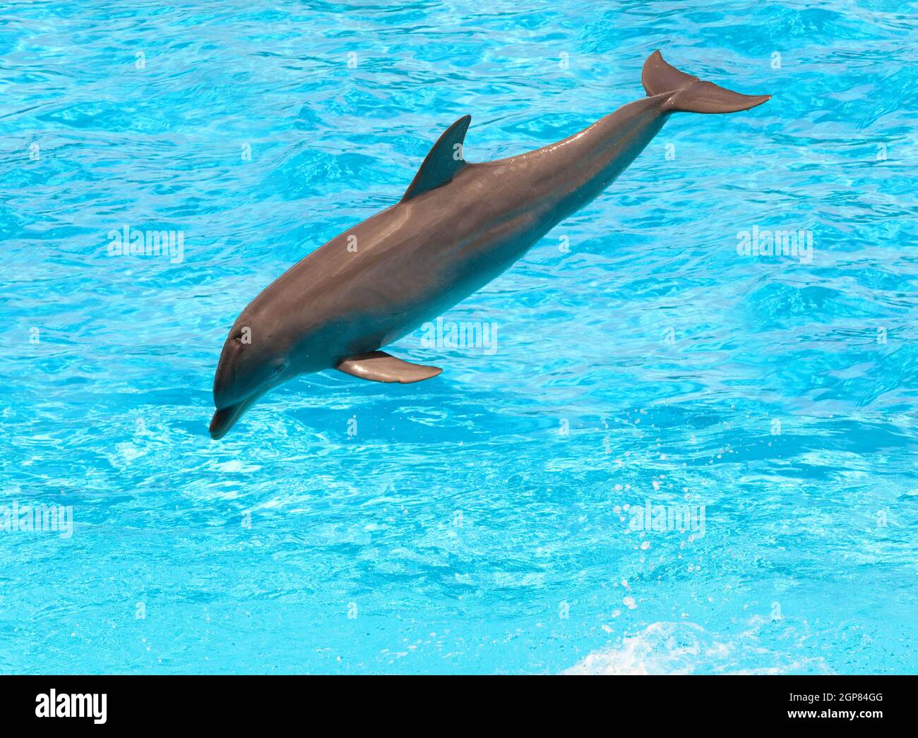 Dolphin jumping in the pool during acrobatic show Stock Photo - Alamy