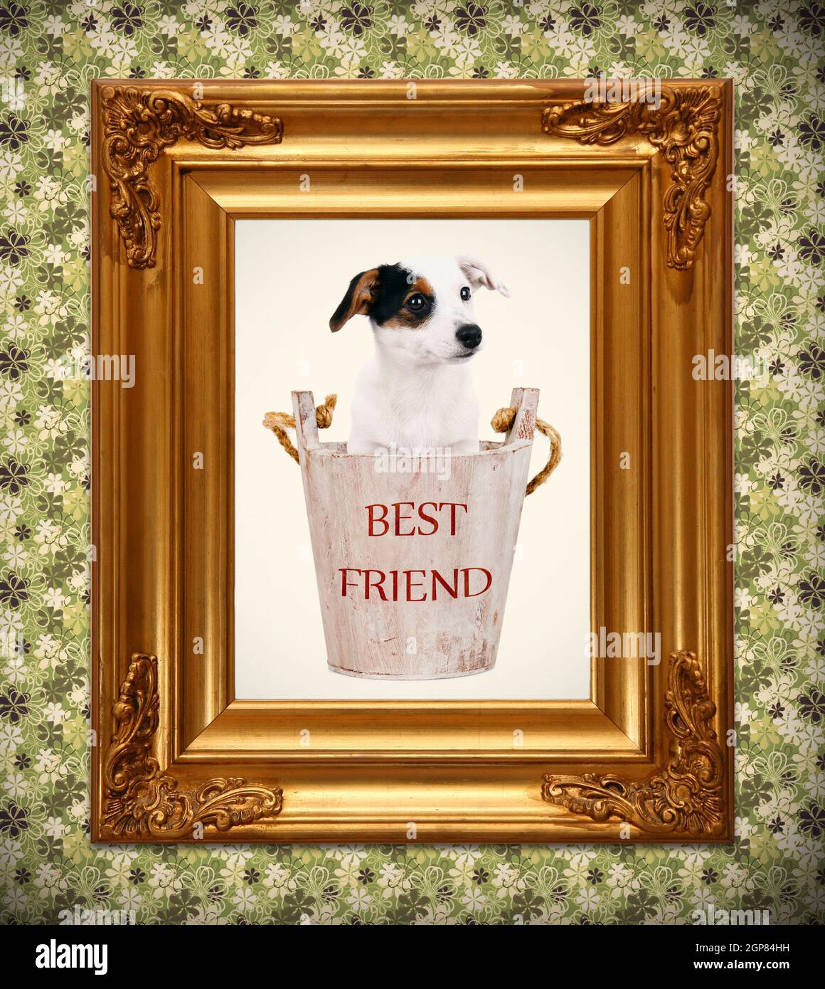 Jack Russell puppy in wooden bucket with golden photo frame on white ...