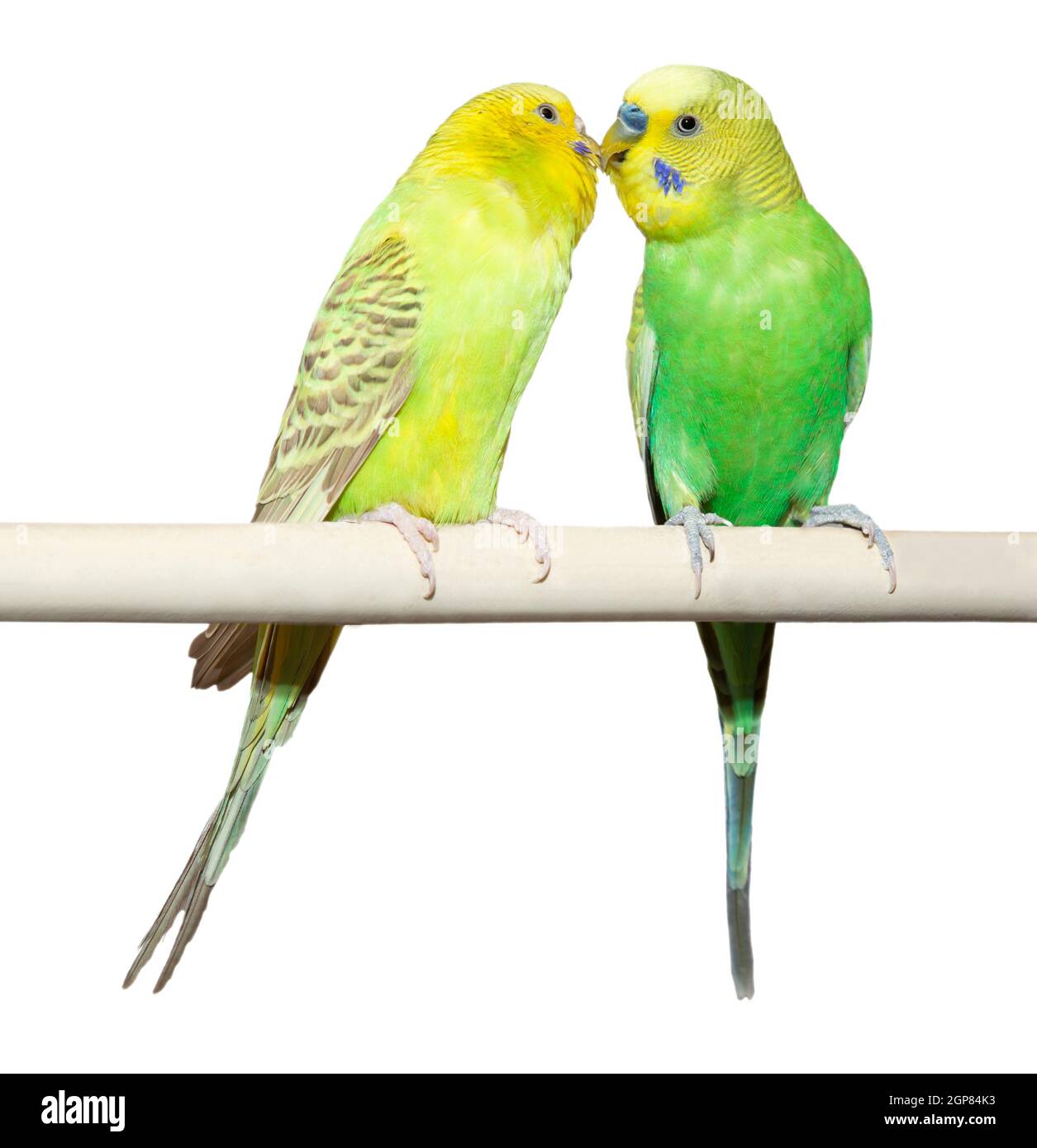 Two Budgie sit on a perch over white background Stock Photo - Alamy