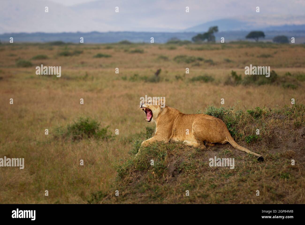Lion - Panthera leo king of the animals. Lion - the biggest african cat ...
