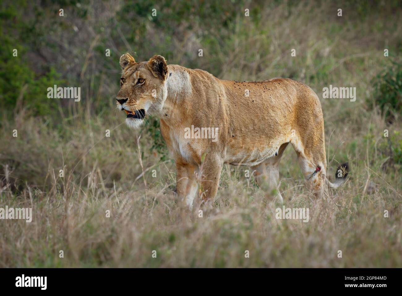 Lion - Panthera leo king of the animals. Lion - the biggest african cat ...