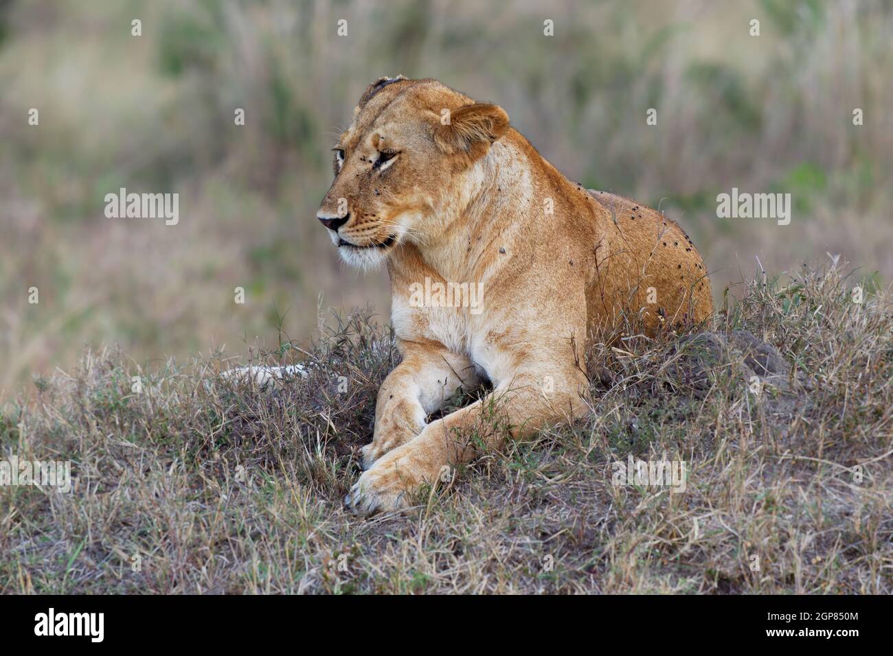 Lion - Panthera leo king of the animals. Lion - the biggest african cat ...