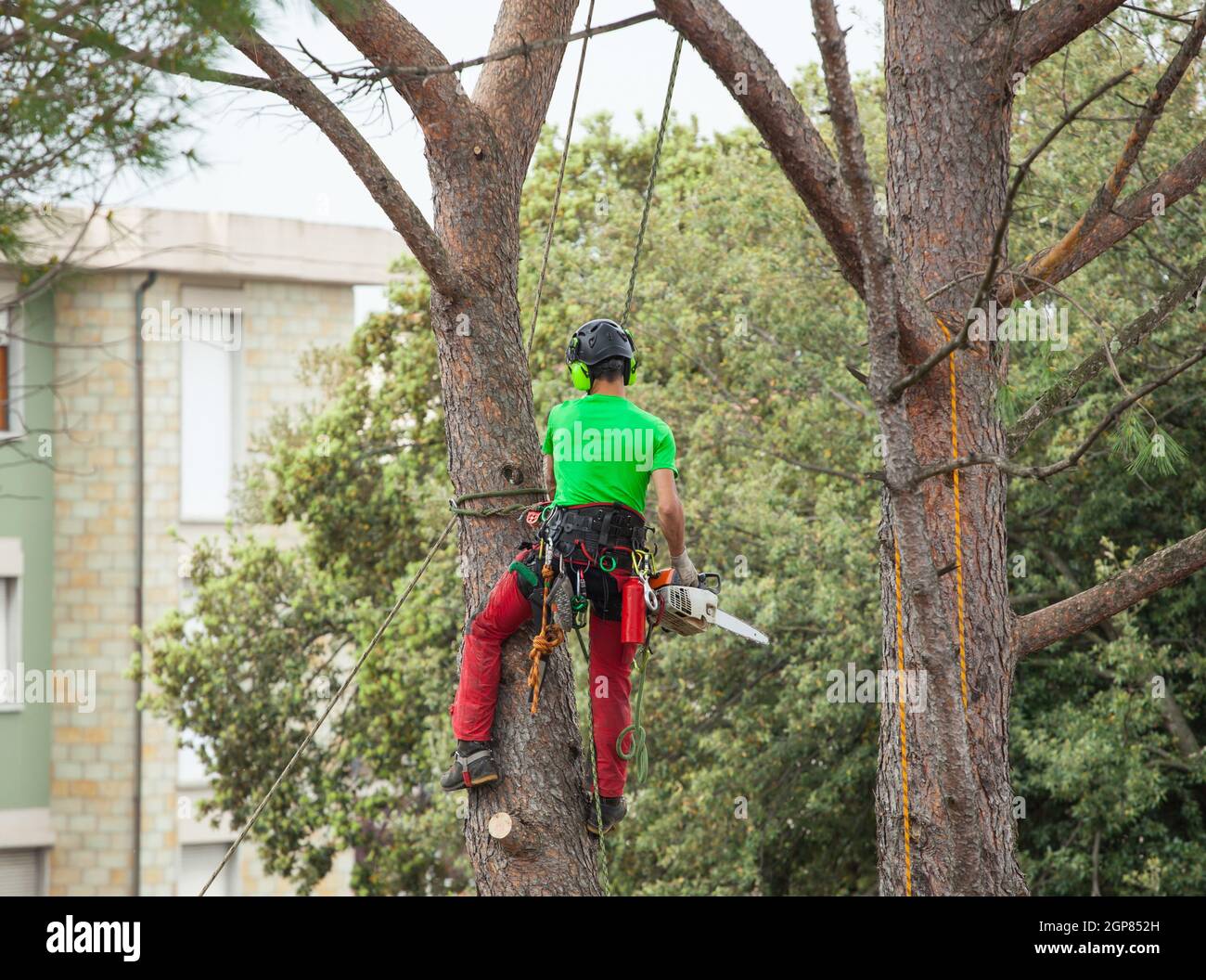 Man with safety equipment and chainsaw pruning pine tree Stock Photo ...