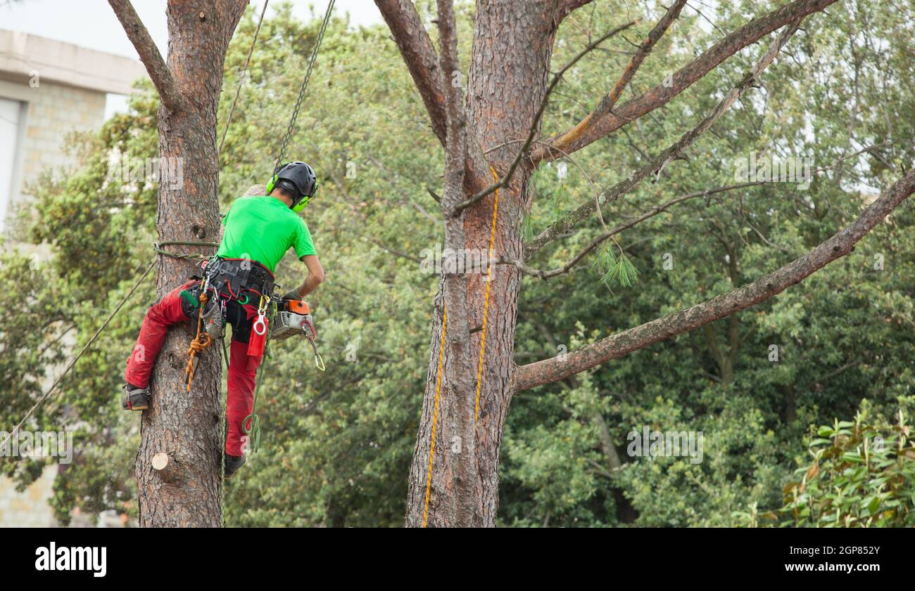 Man with safety equipment and chainsaw pruning pine tree Stock Photo ...