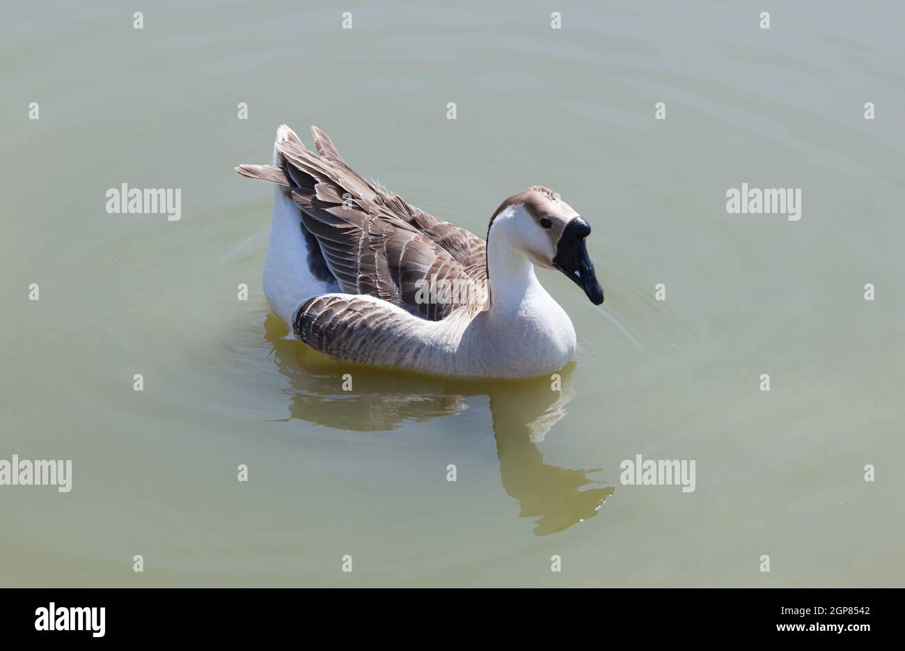 Goose swimming in the lake with sunlight Stock Photo - Alamy
