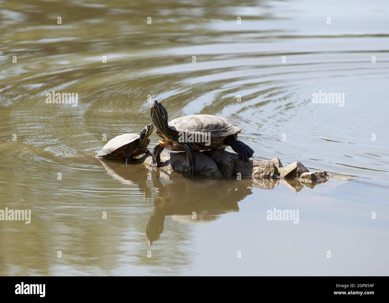 Two water turtles on the rock with sunlight Stock Photo - Alamy