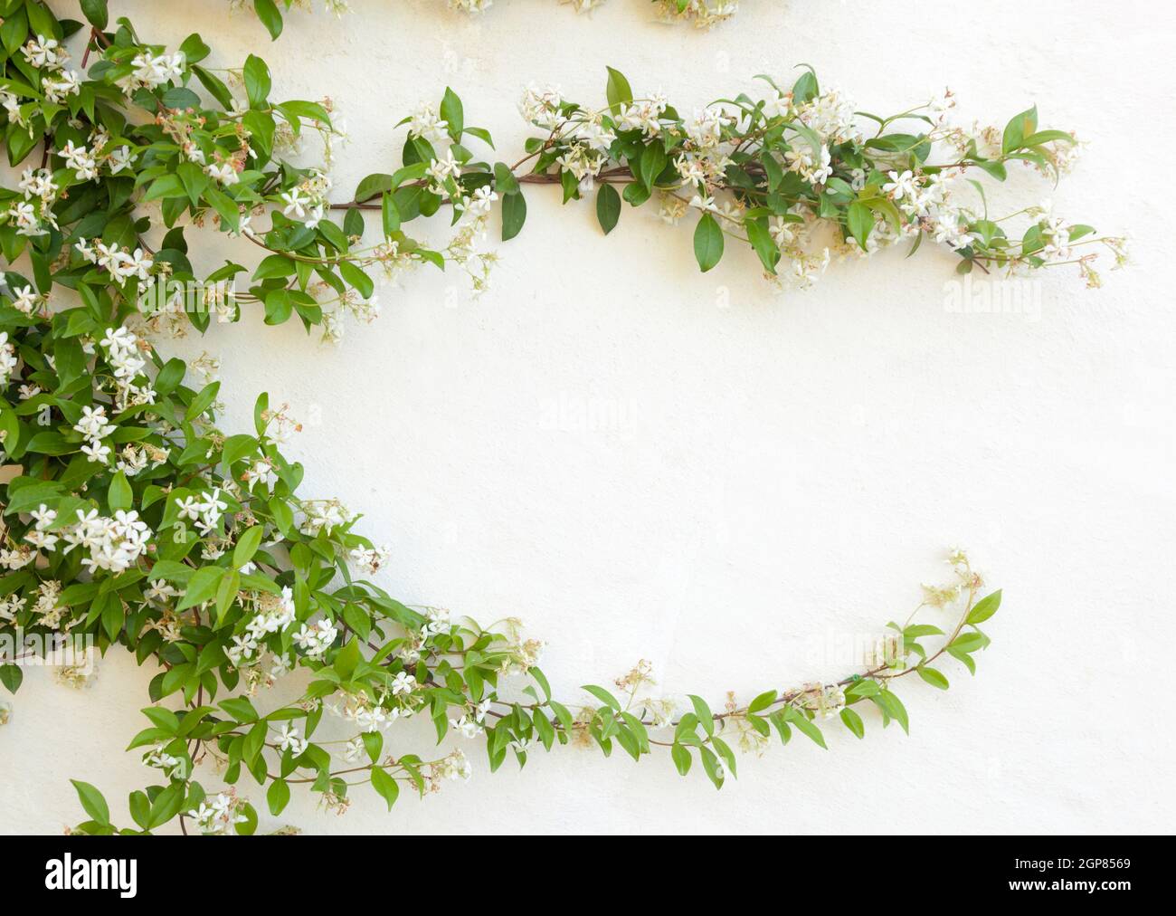 Natural frame of jasmine flowers on white wall Stock Photo - Alamy