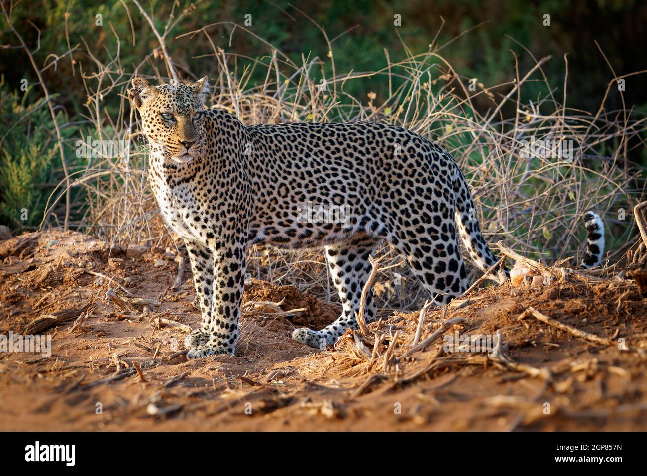 Leopard - Panthera pardus, big spotted yellow cat in Africa, genus ...