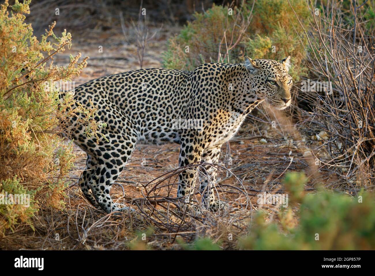 Pardus panthera hi-res stock photography and images - Alamy