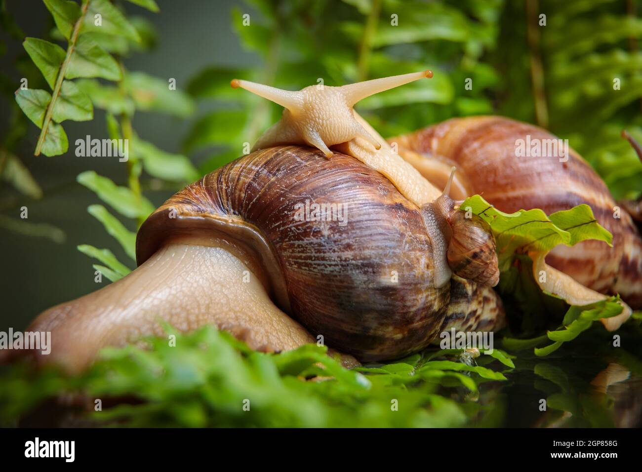 A large white snail with small snails is crawling along the branches of ...