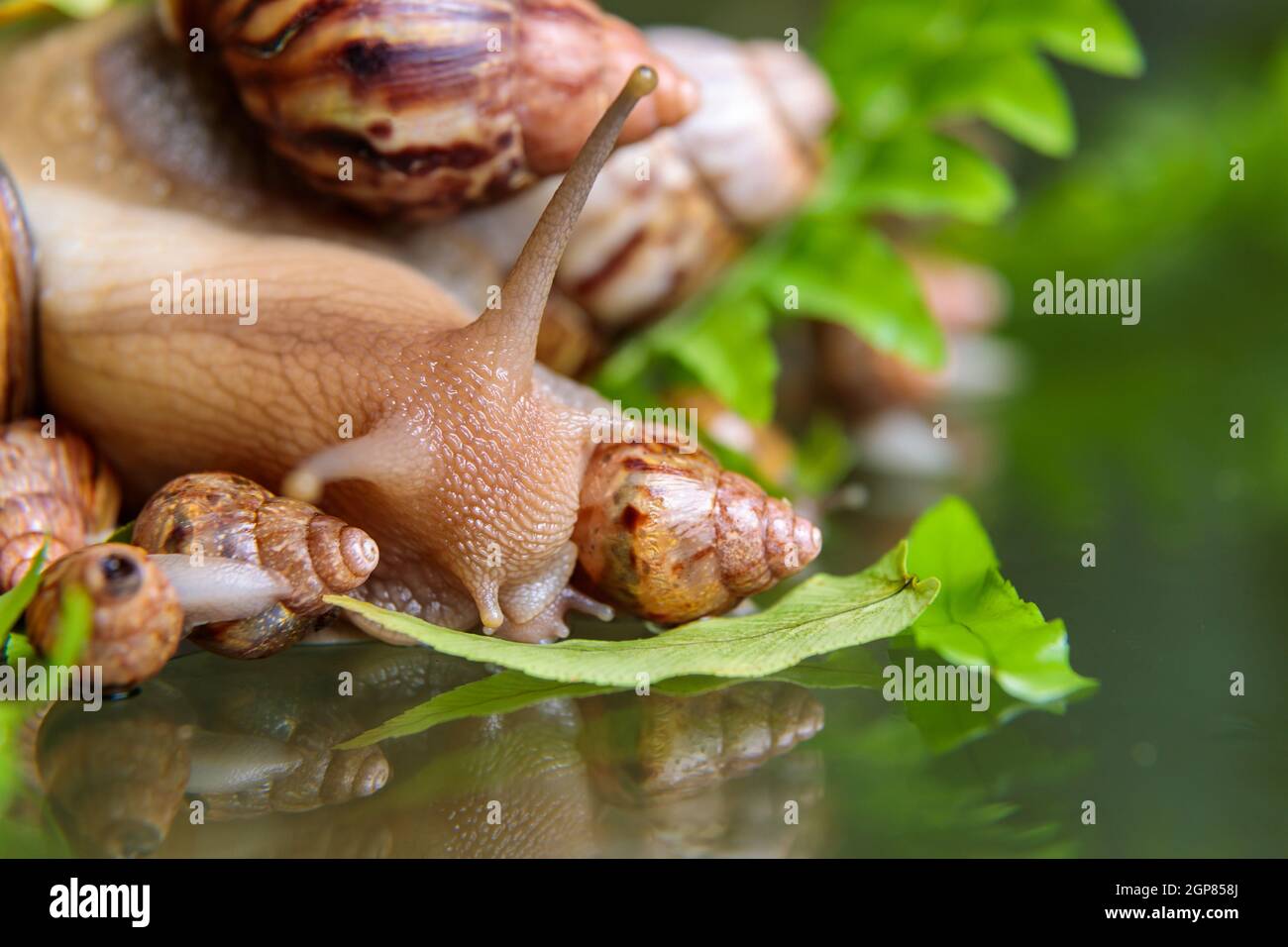 A large white snail with small snails is crawling along the branches of ...