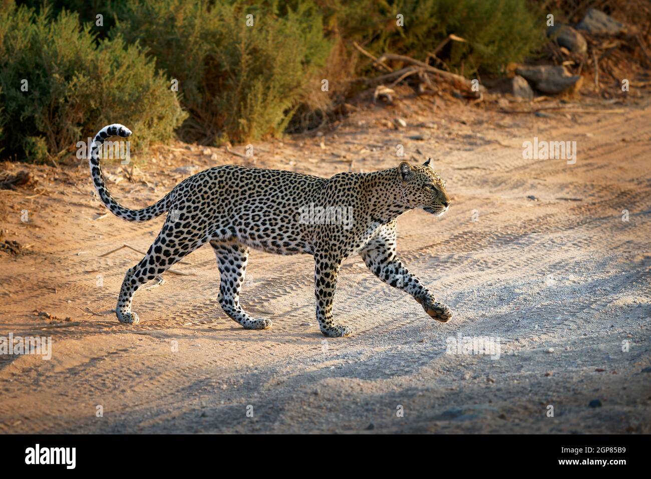 Leopard - Panthera pardus, big spotted yellow cat in Africa, genus ...