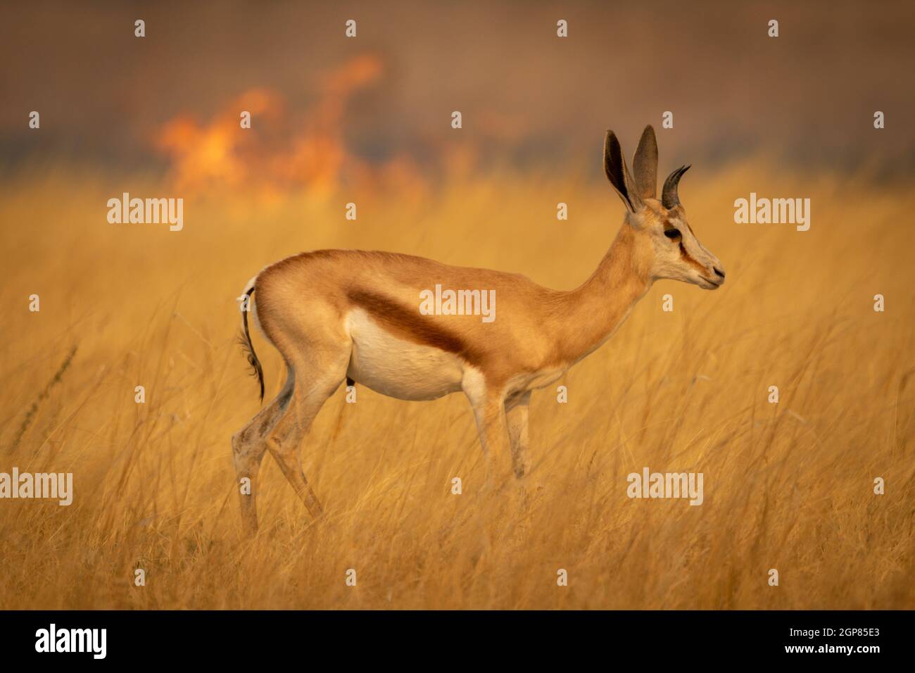 Springbok stands in grass with flames behind Stock Photo - Alamy