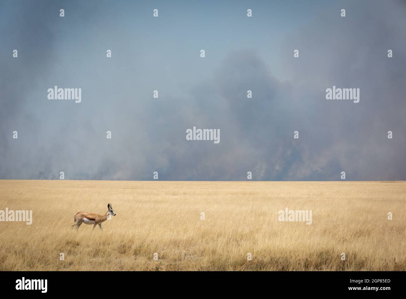 Springbok crosses grassy plain with smoke behind Stock Photo - Alamy