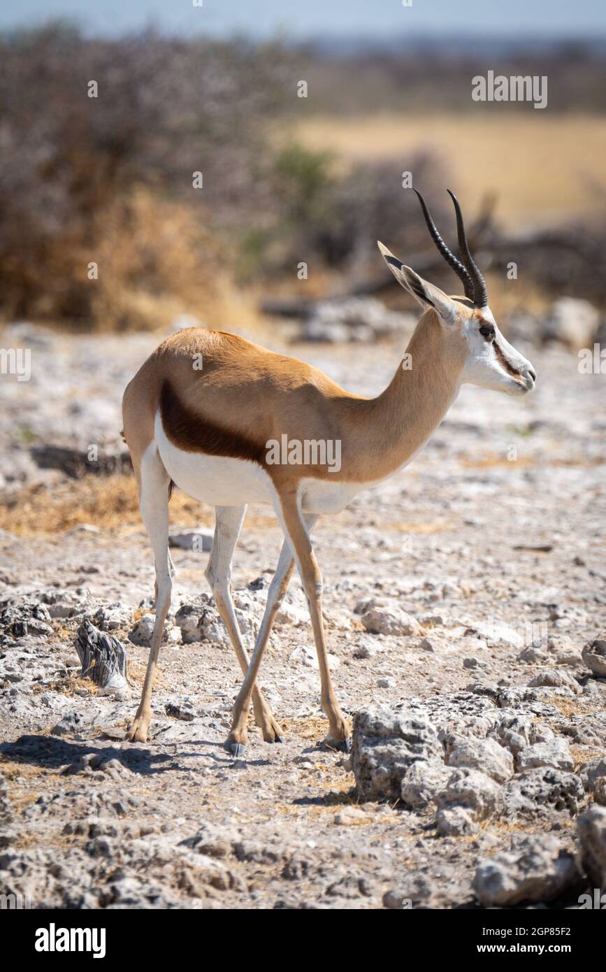 Springbok stands near trees on rocky slope Stock Photo - Alamy