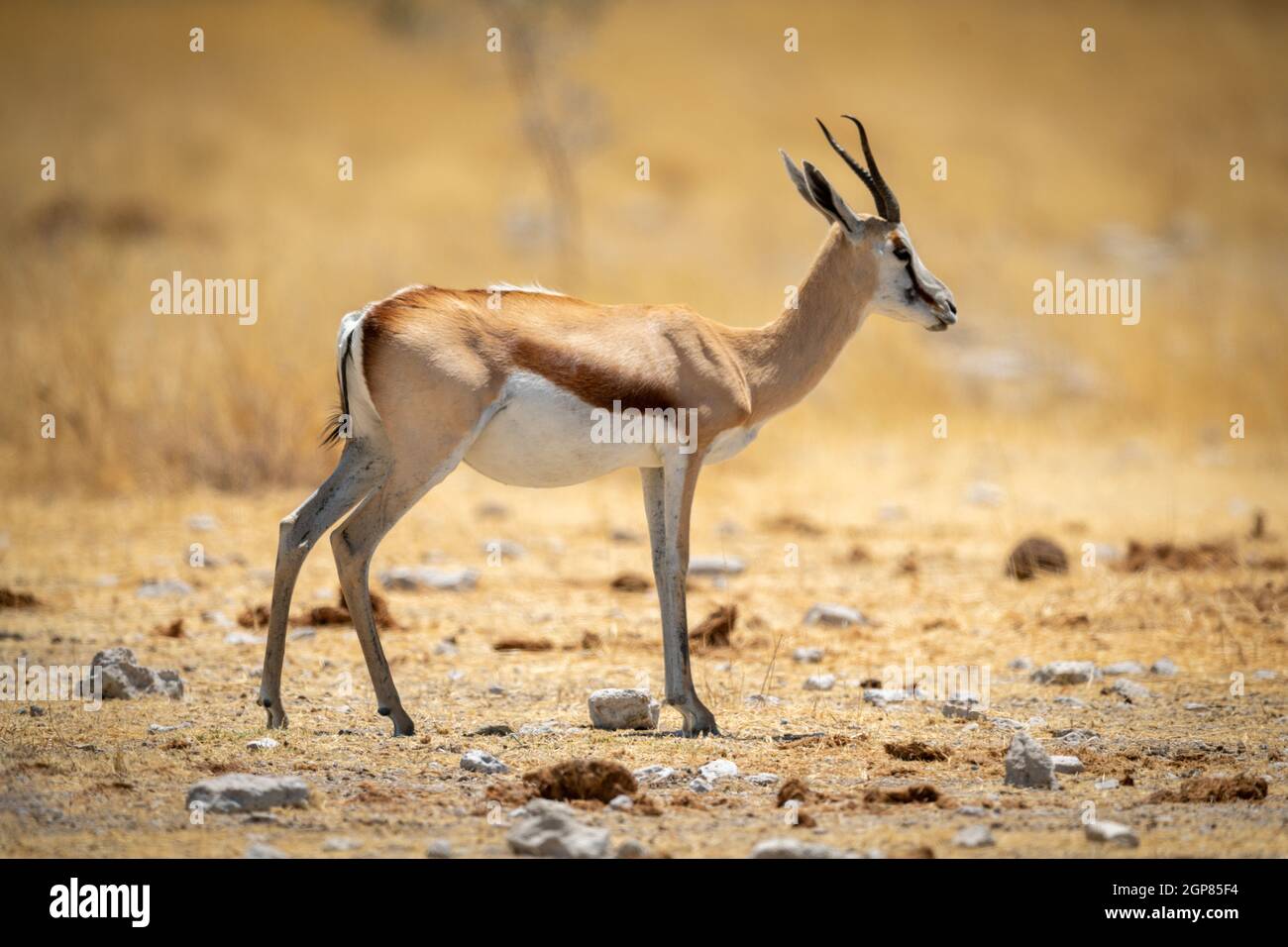 Short springbok hi-res stock photography and images - Alamy