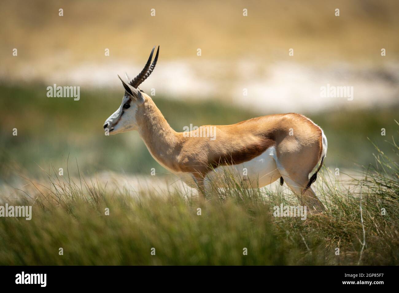Springbok stands in long grass in profile Stock Photo - Alamy