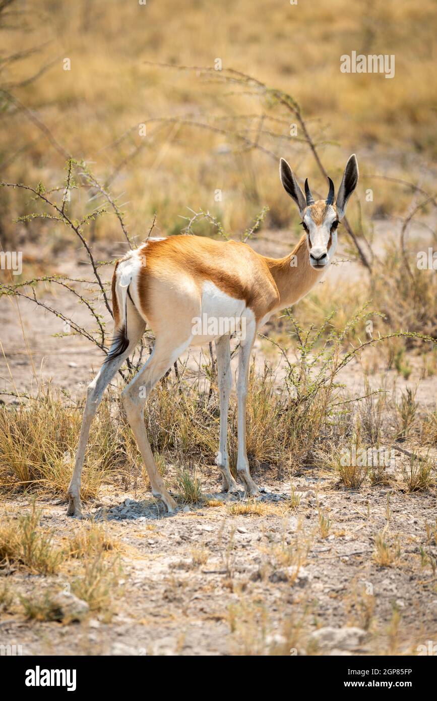 Springbok stands turning to camera by thornbush Stock Photo - Alamy