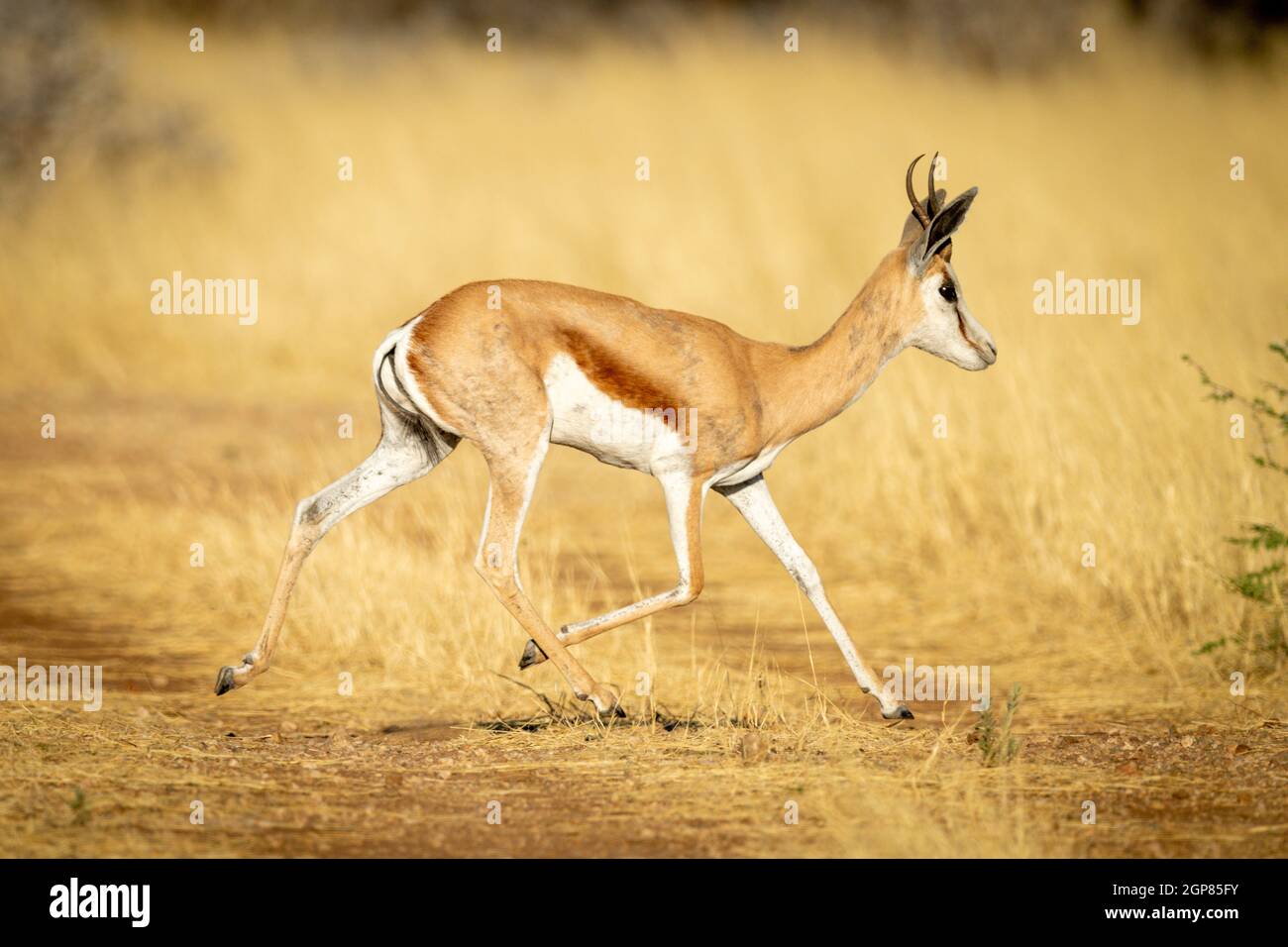 Springbok trots across grassy track in sunshine Stock Photo - Alamy