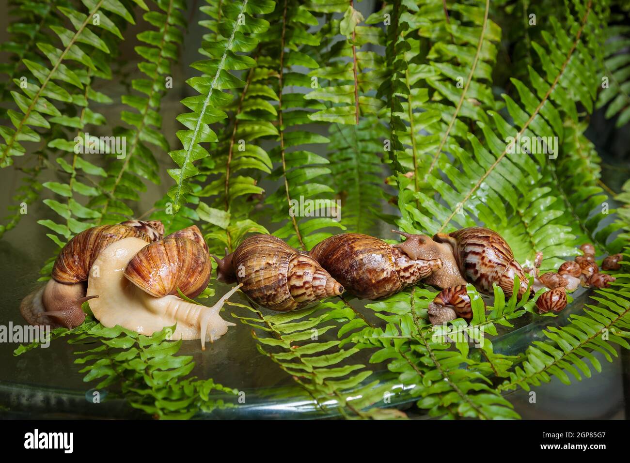 A large white snail with small snails is crawling along the branches of ...