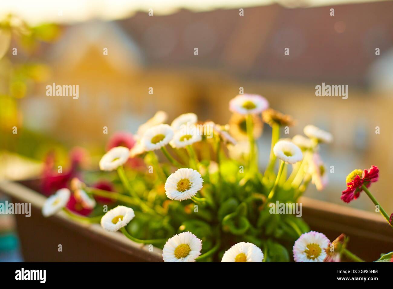 Front garden on the veranda. Flowers in pots with a city on the ...