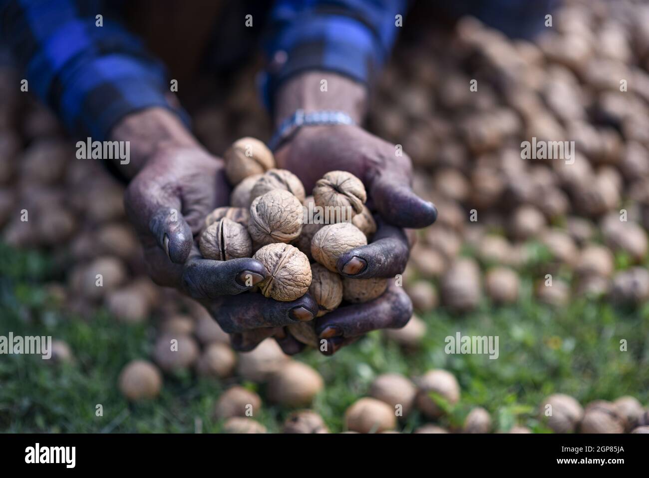 Srinagar, India. 28th Sep, 2021. A Kashmiri Farmer shows off handfuls ...
