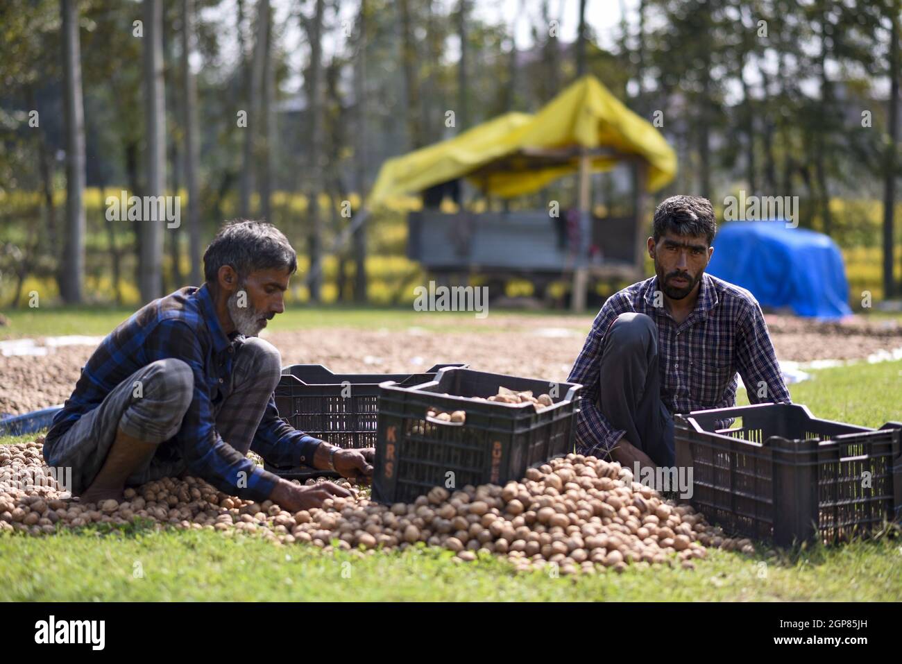 Kashmiri walnuts hi-res stock photography and images - Alamy