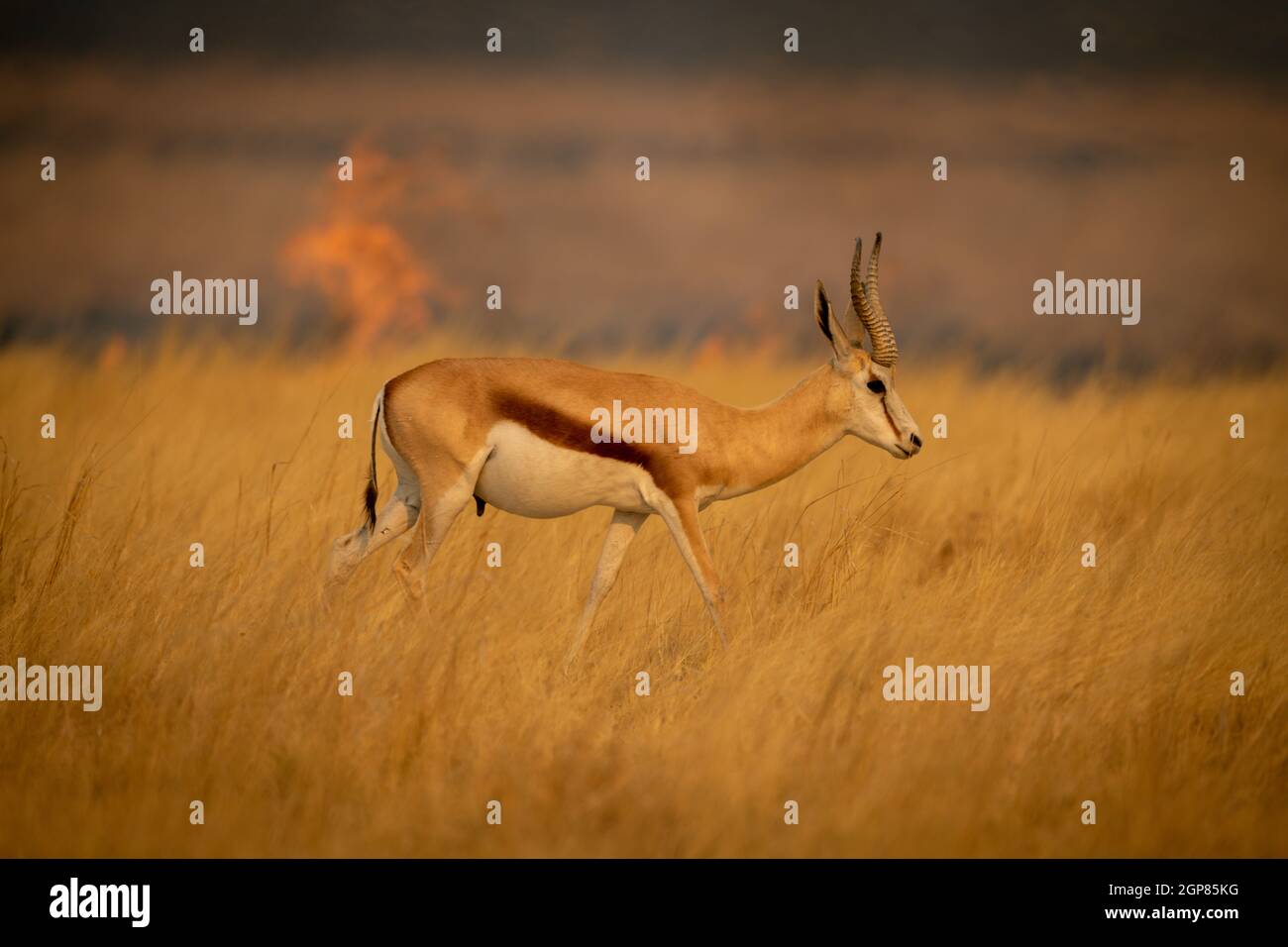 Springbok walks in grass with flames behind Stock Photo - Alamy