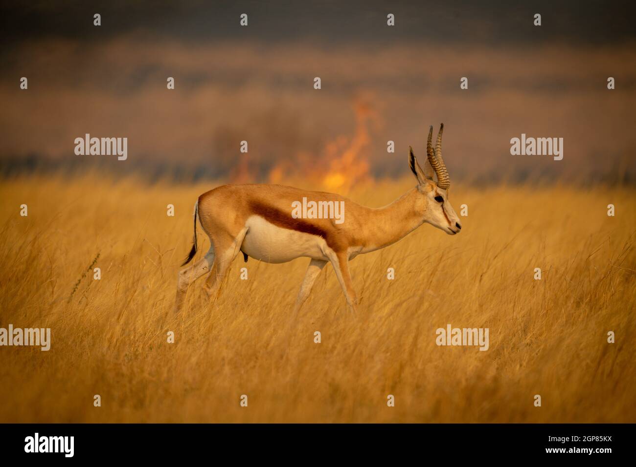 Springbok walks in grass with fire behind Stock Photo - Alamy